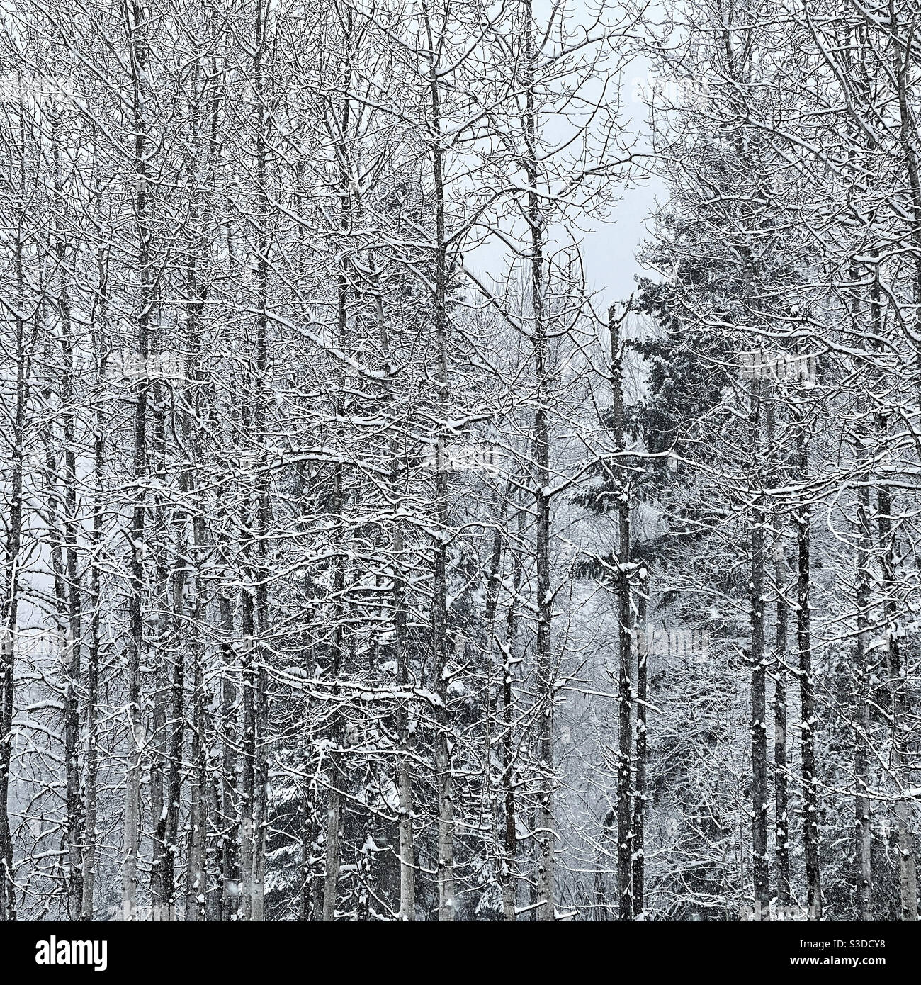 Aspen trees in the snow Stock Photo - Alamy