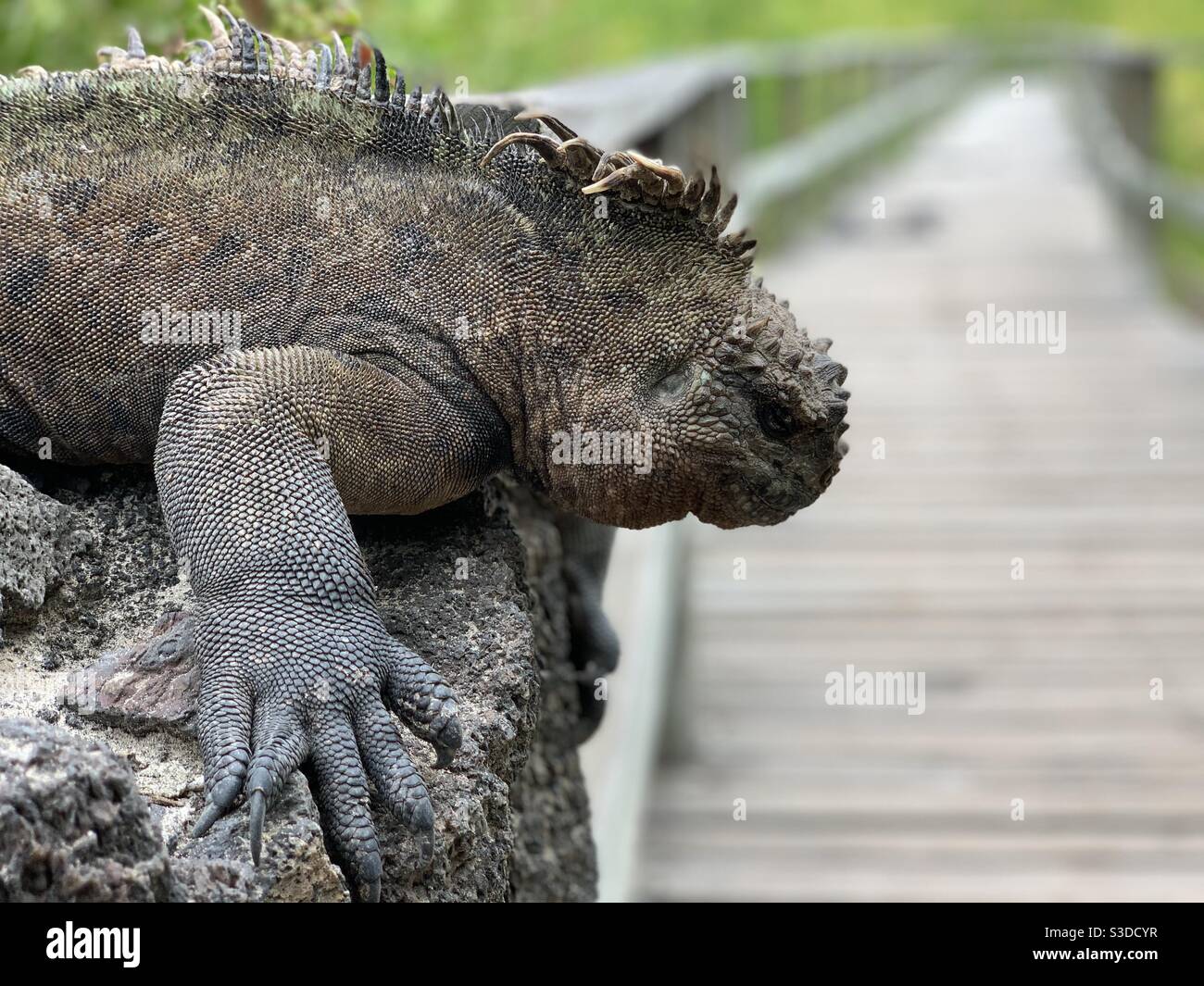 Isabela island galapagos hi-res stock photography and images - Alamy