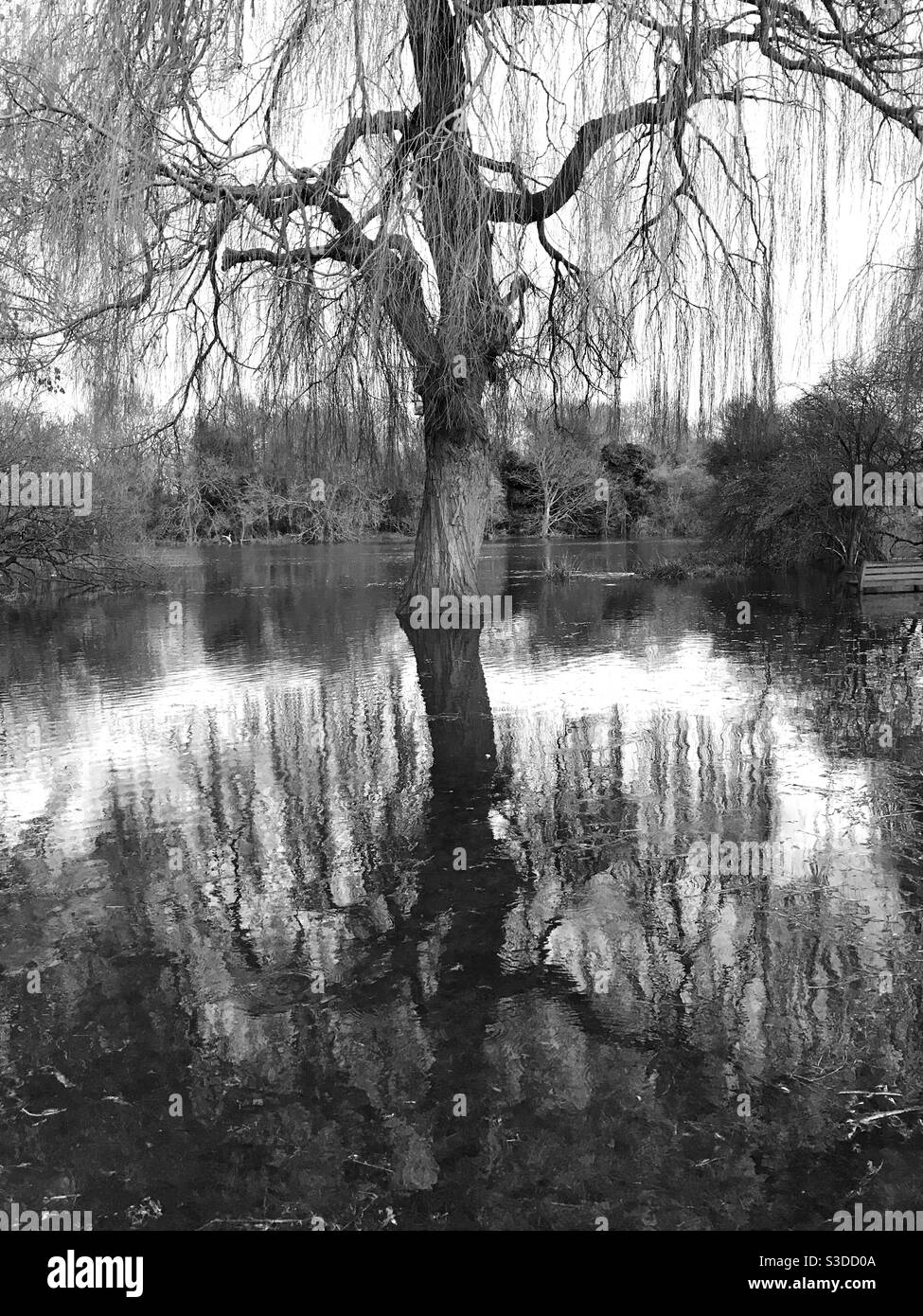 Tidal tree hi-res stock photography and images - Alamy