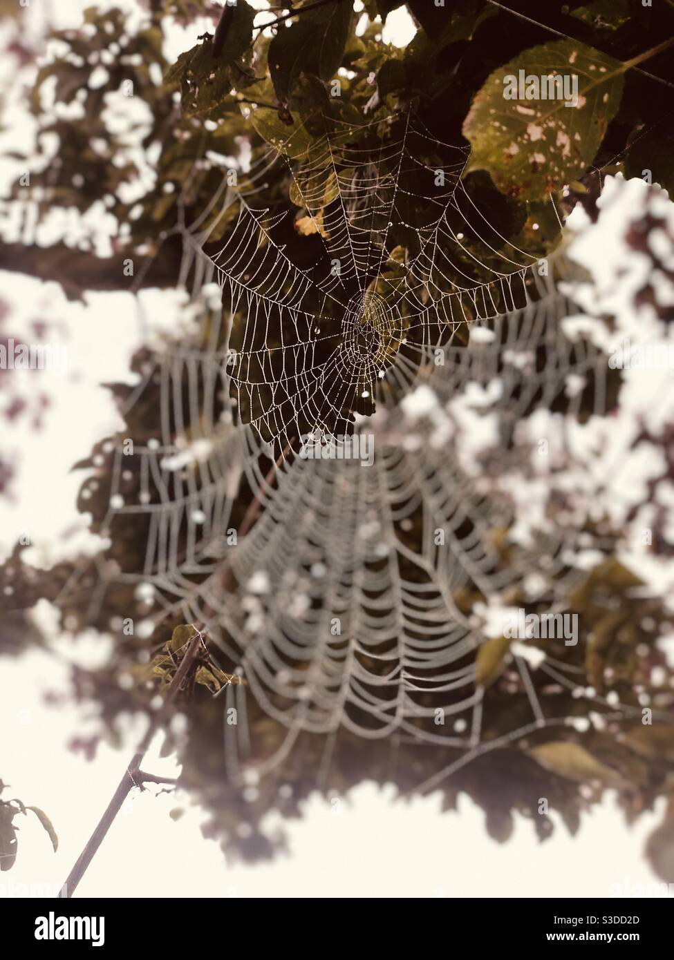 Dewy morning spider web in October Stock Photo - Alamy