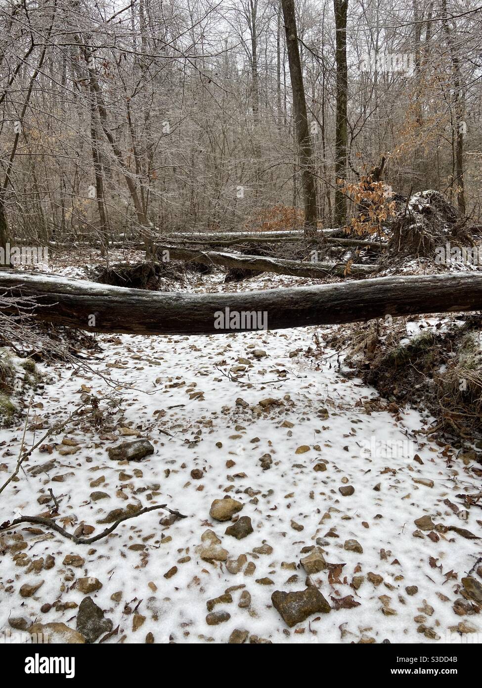 Fallen log hi-res stock photography and images - Alamy
