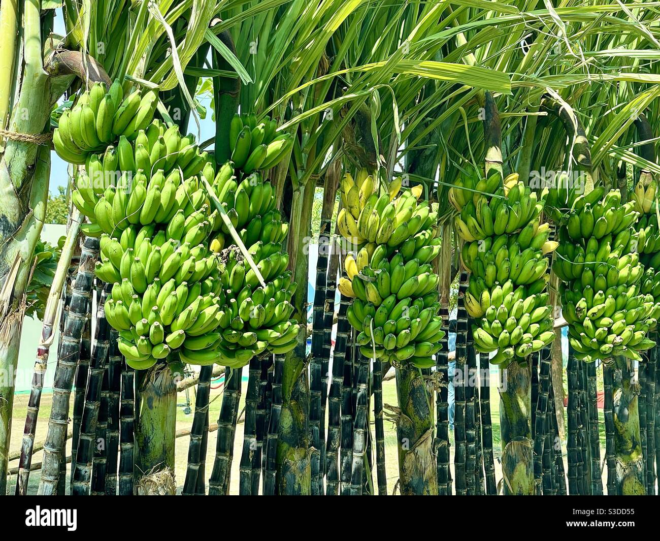 Hanging bananas hi-res stock photography and images - Alamy