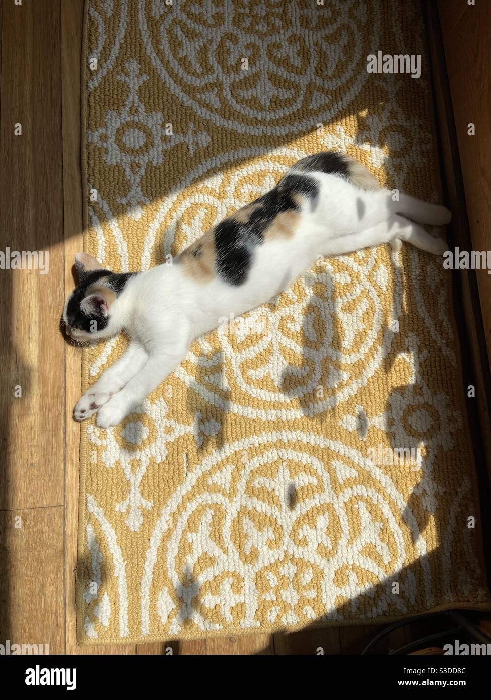 Kitten Sun High Resolution Stock Photography and Images - Alamy