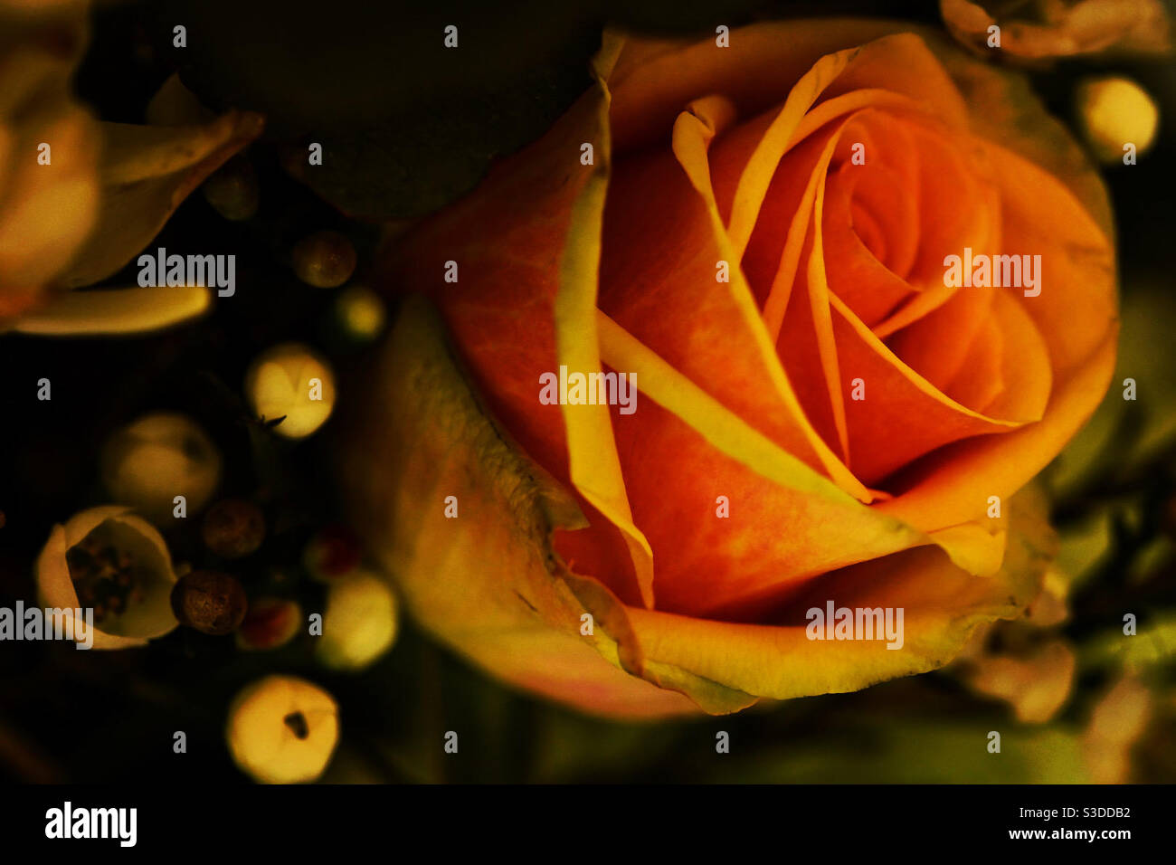 Golden rose hi-res stock photography and images - Alamy