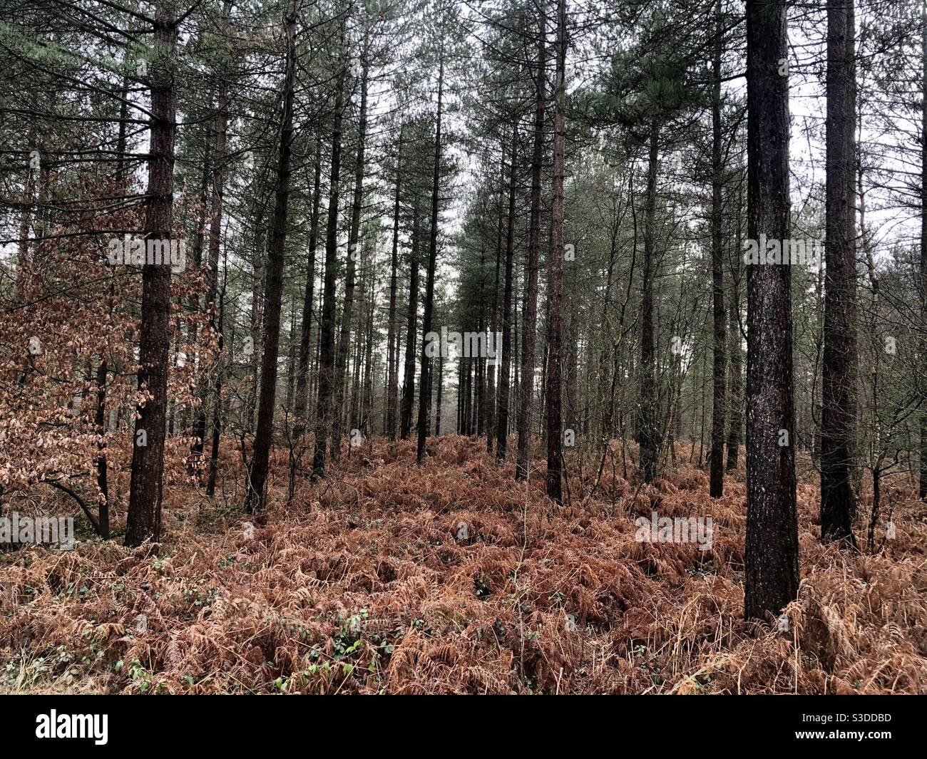 Trees in the forest Stock Photo - Alamy