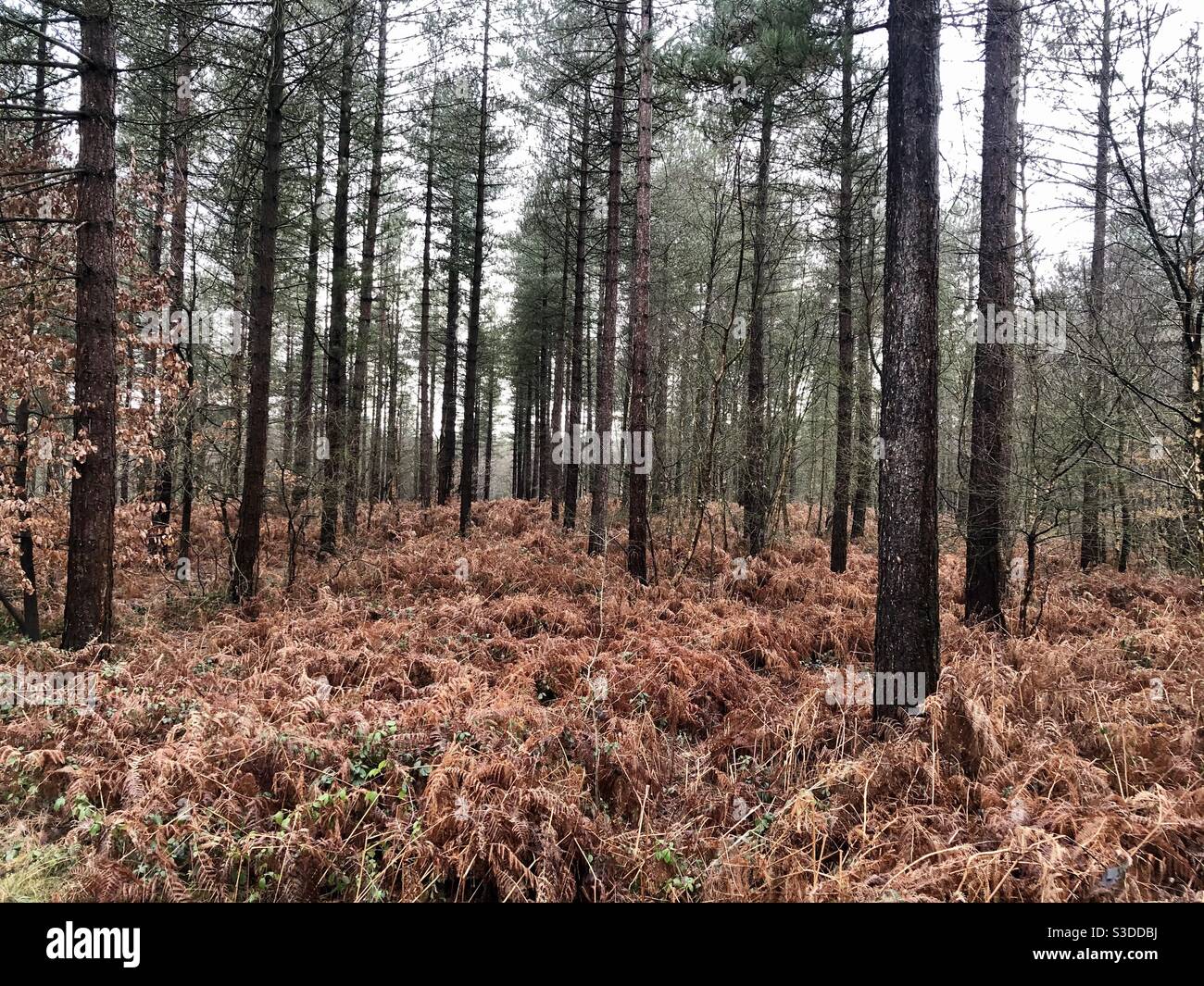 Red fern hi-res stock photography and images - Alamy
