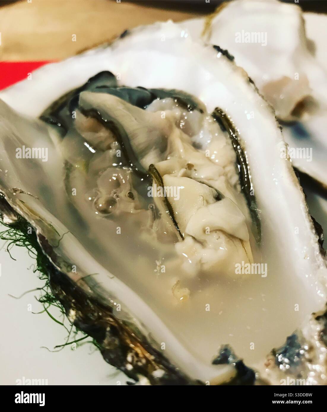 Oyster in the shell hi-res stock photography and images - Alamy