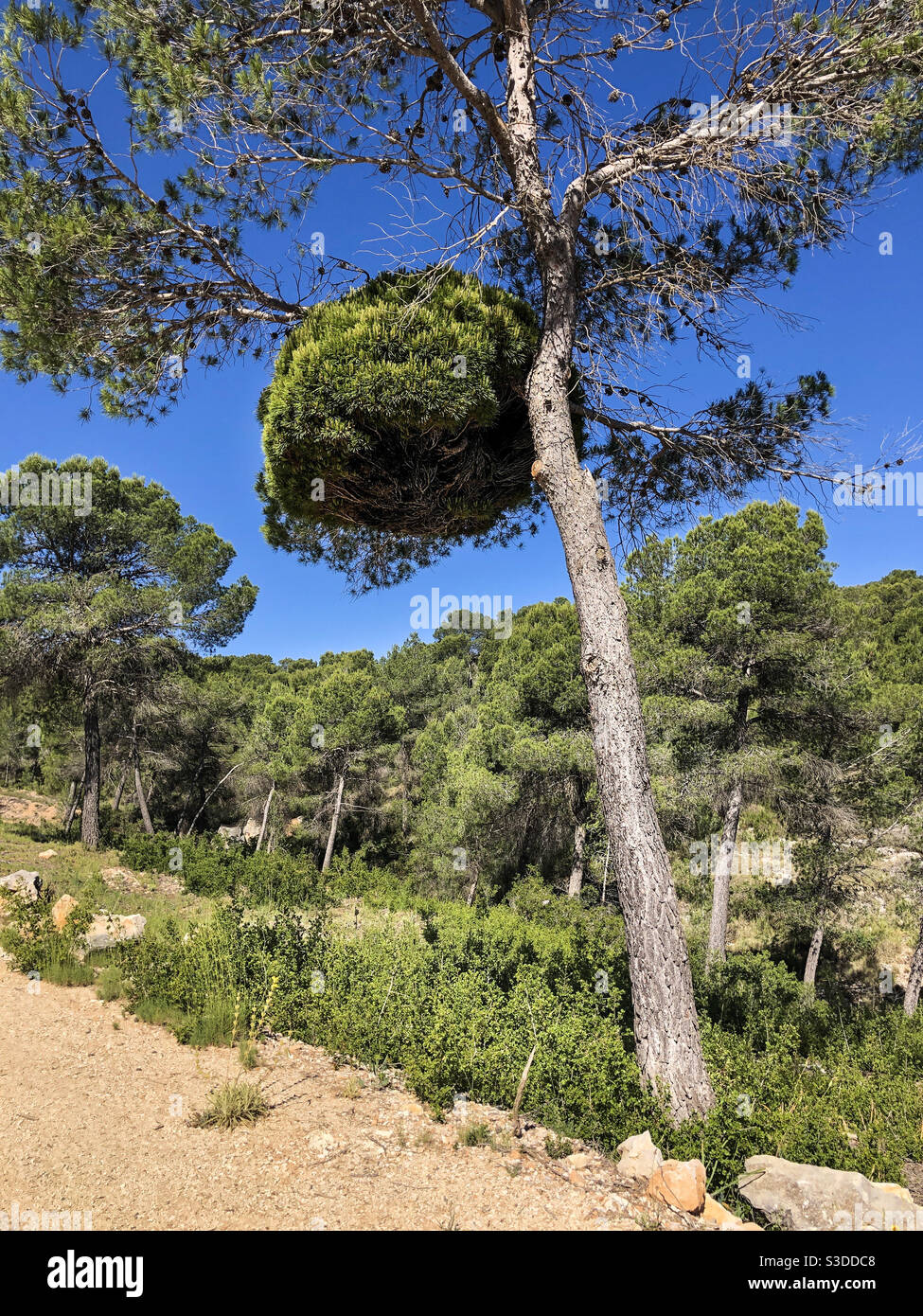 Parasitic plant hi-res stock photography and images - Alamy