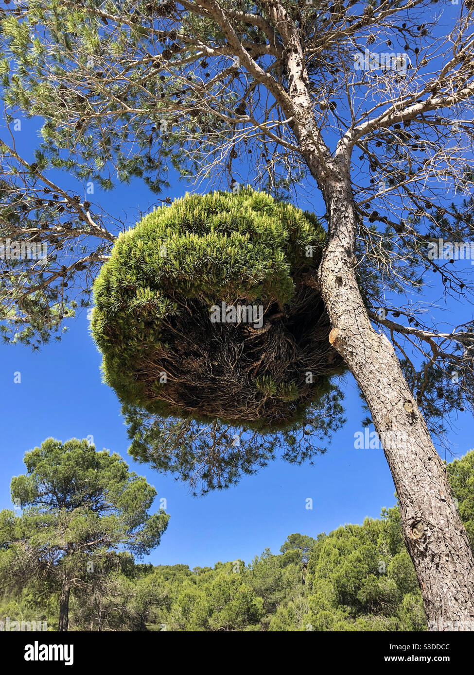 Parasitic Plant High Resolution Stock Photography and Images - Alamy