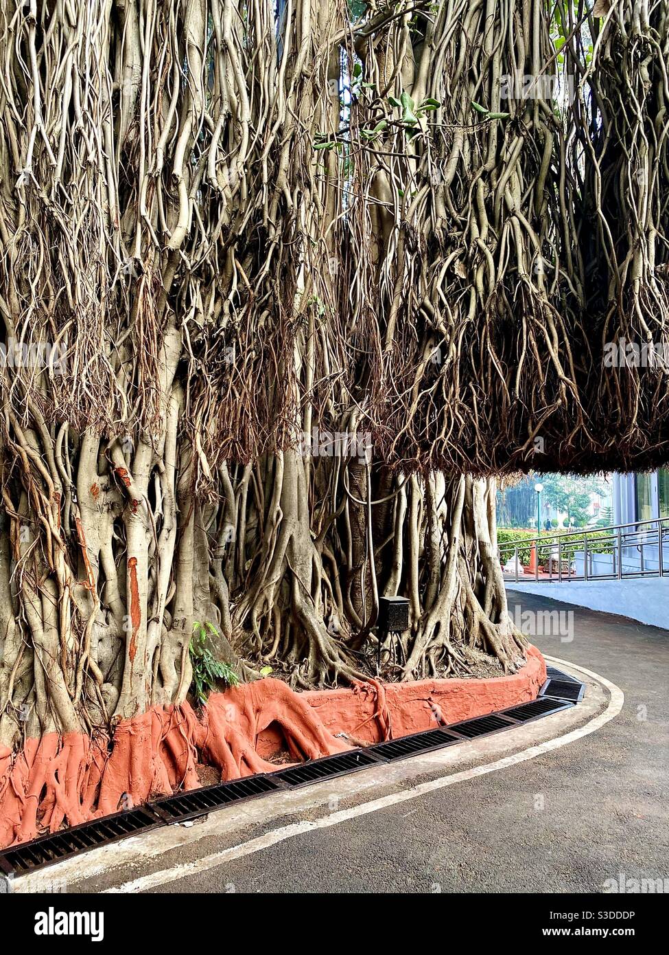 Prop Root Of Banyan Tree