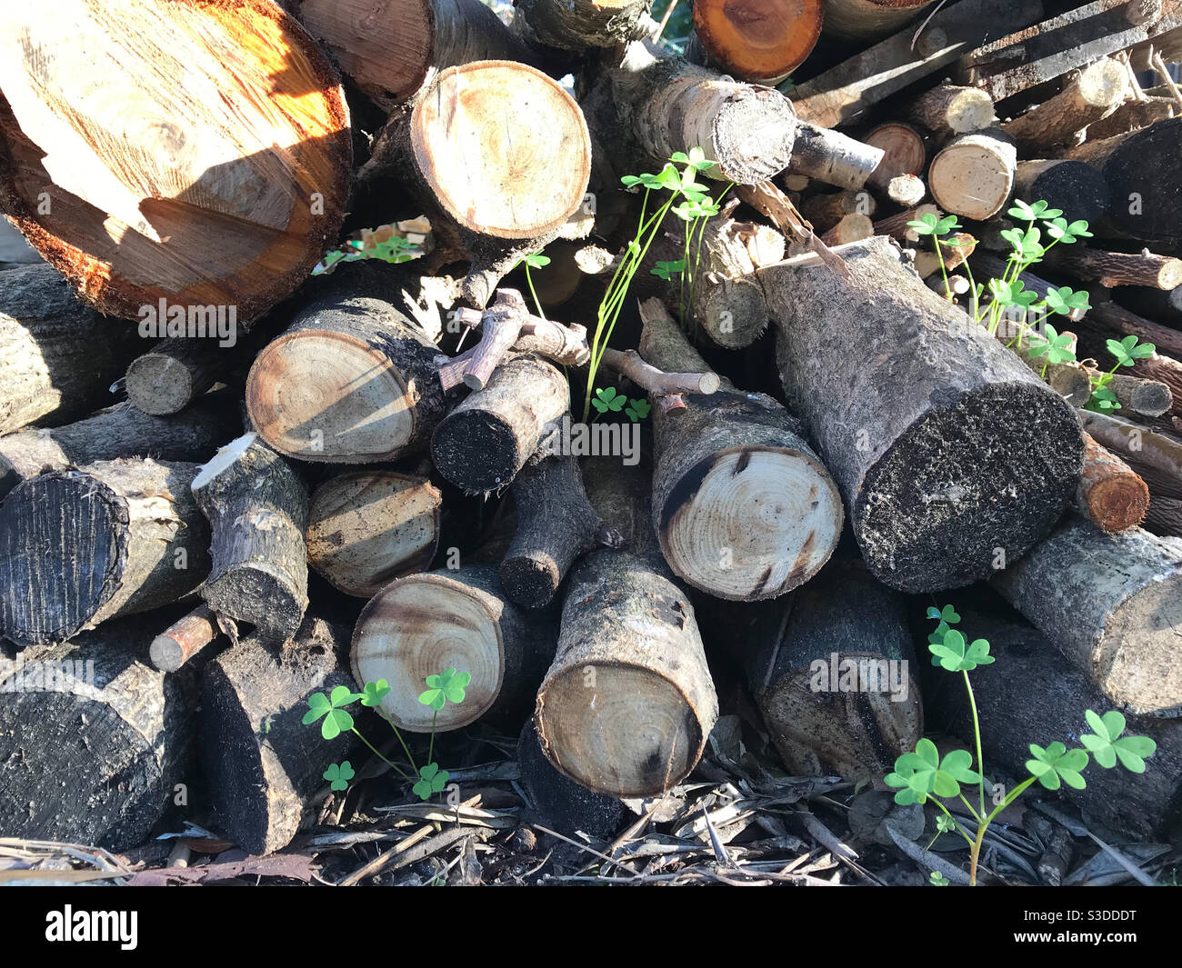 Fire wood pile hi-res stock photography and images - Alamy