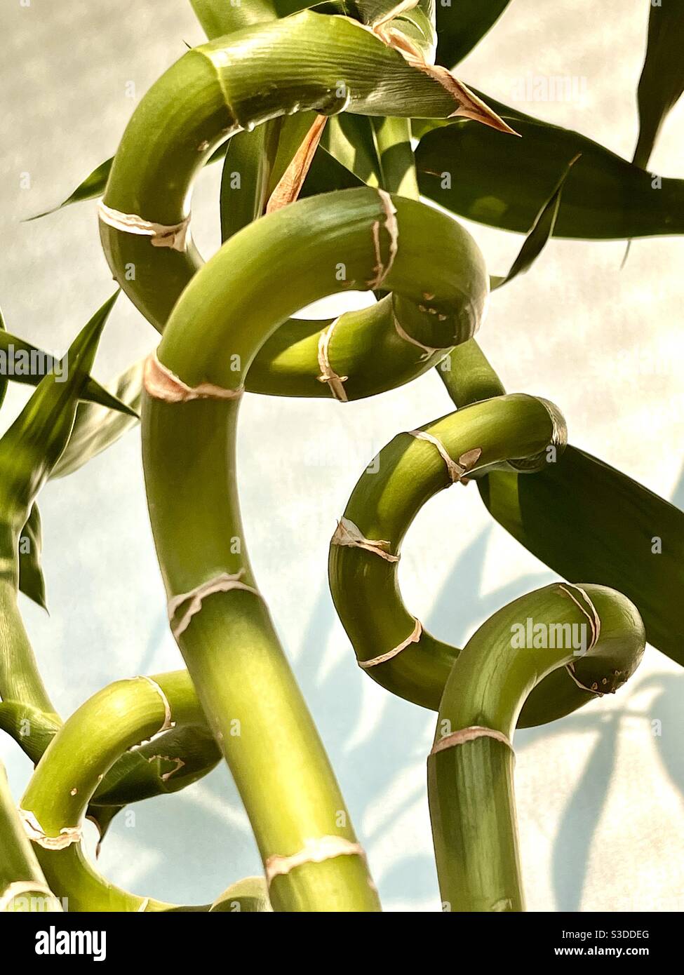 Lucky bamboo hi-res stock photography and images - Alamy