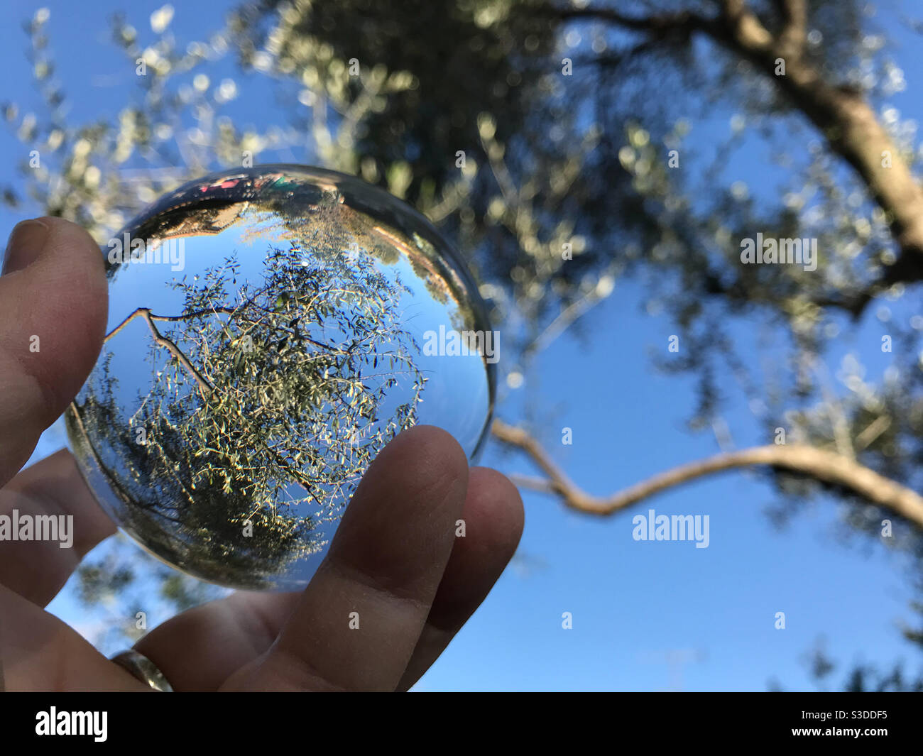 Hand holding crystal ball with tree Stock Photo - Alamy