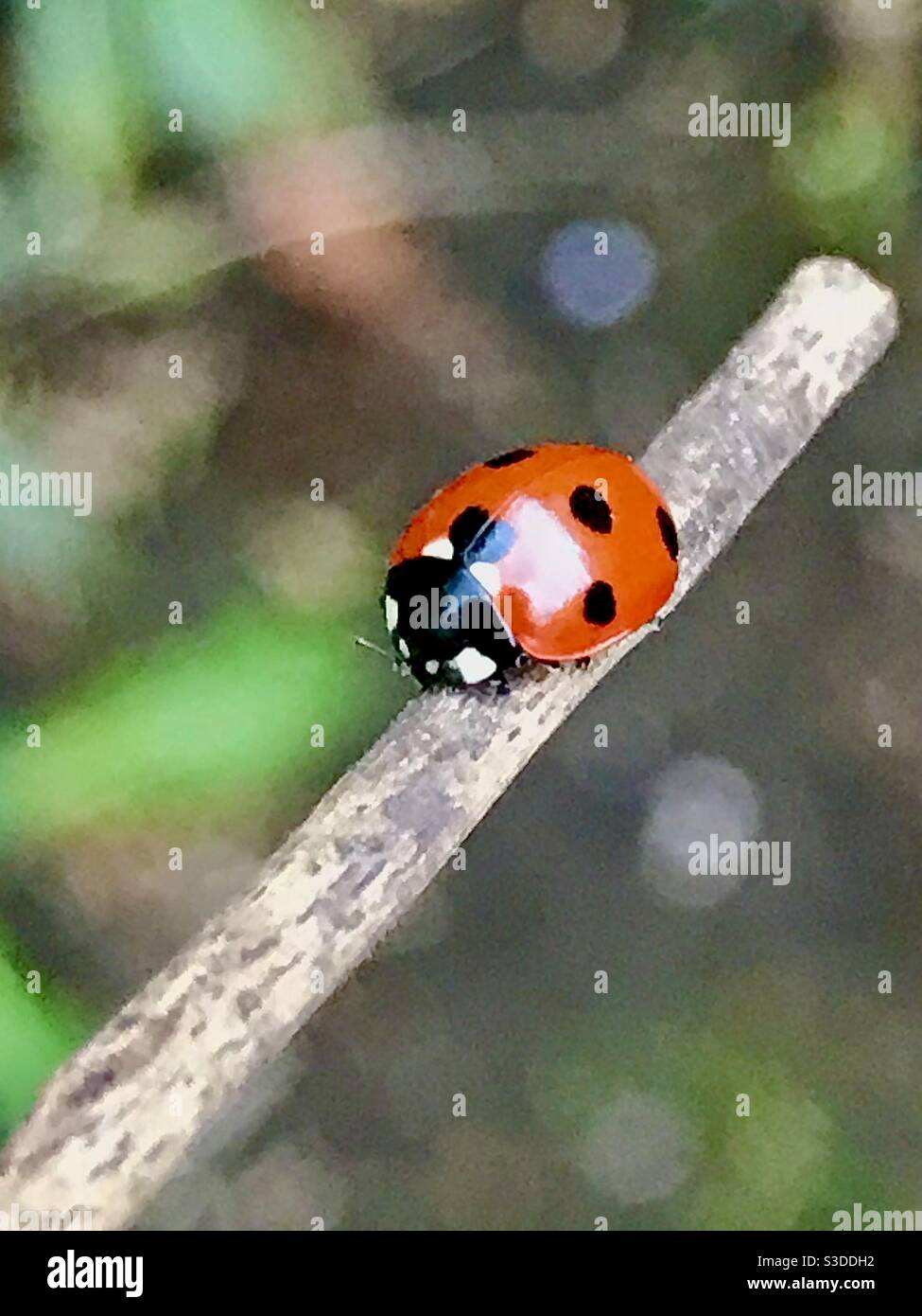 Ladybird In The Garden High Resolution Stock Photography and Images - Alamy
