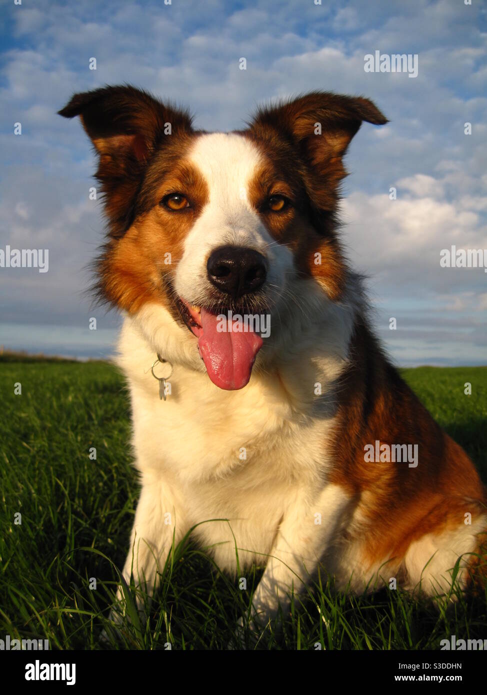Tri colour border collie hi-res stock photography and images - Alamy