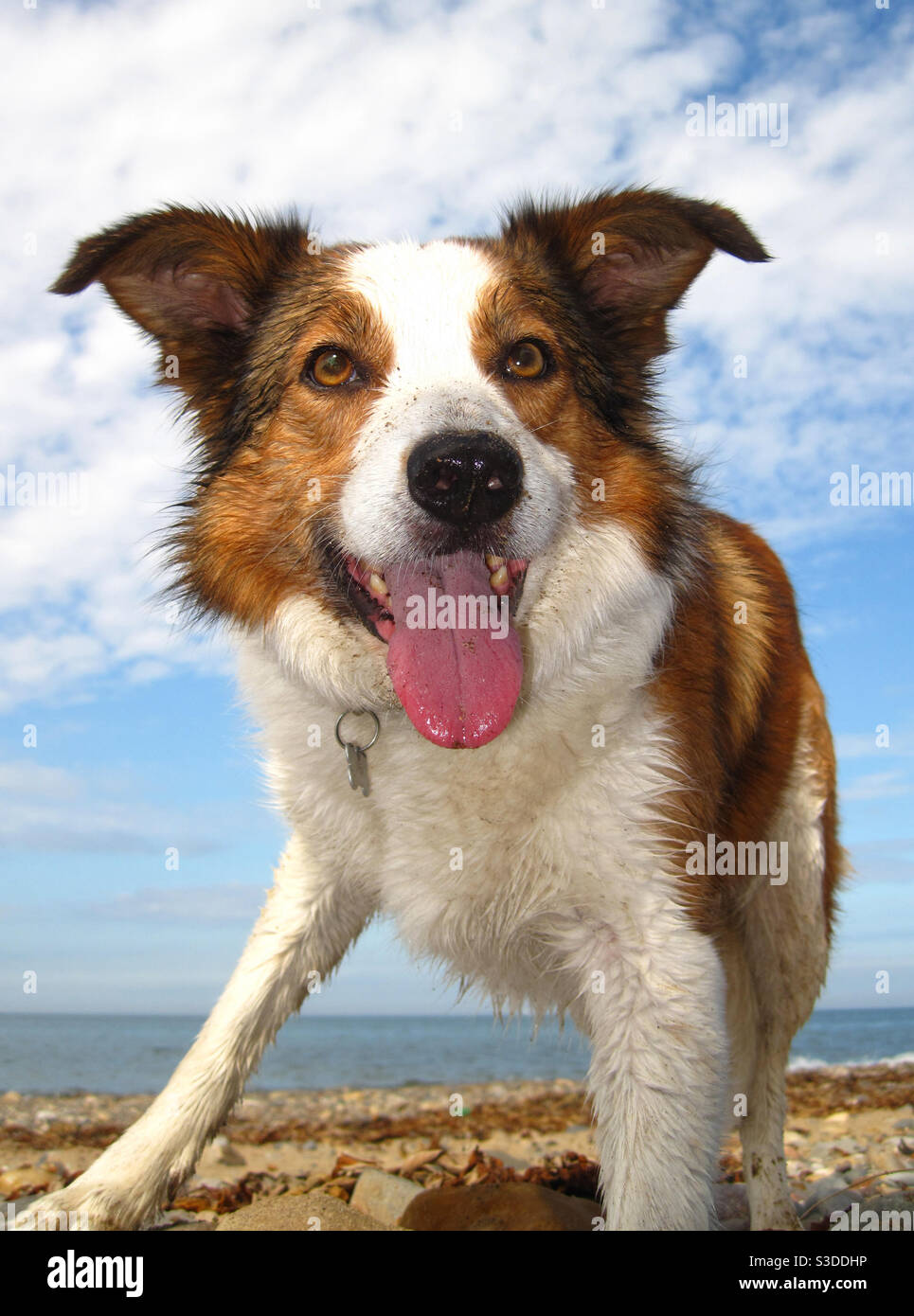 Tri colour border collie hi-res stock photography and images - Alamy