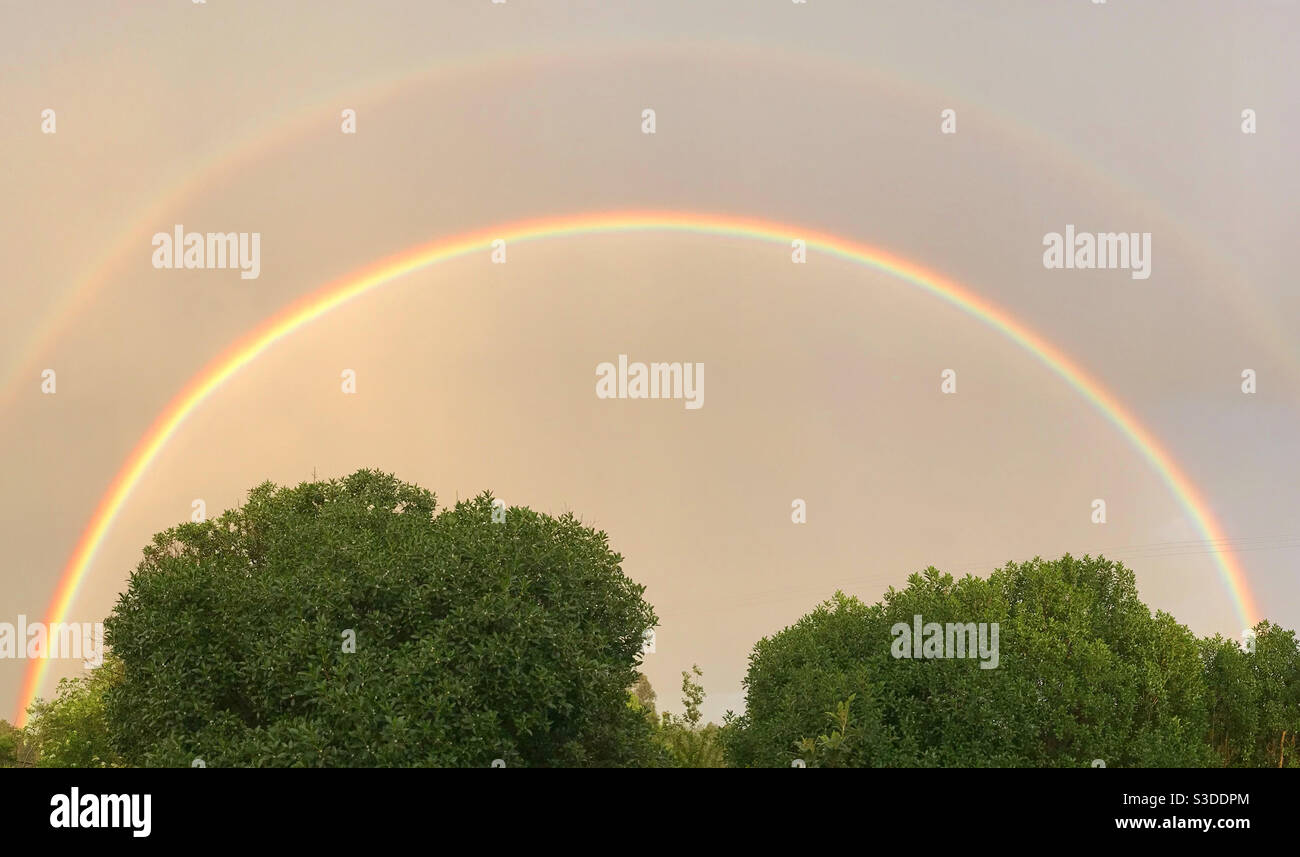 Double trees hi-res stock photography and images - Alamy