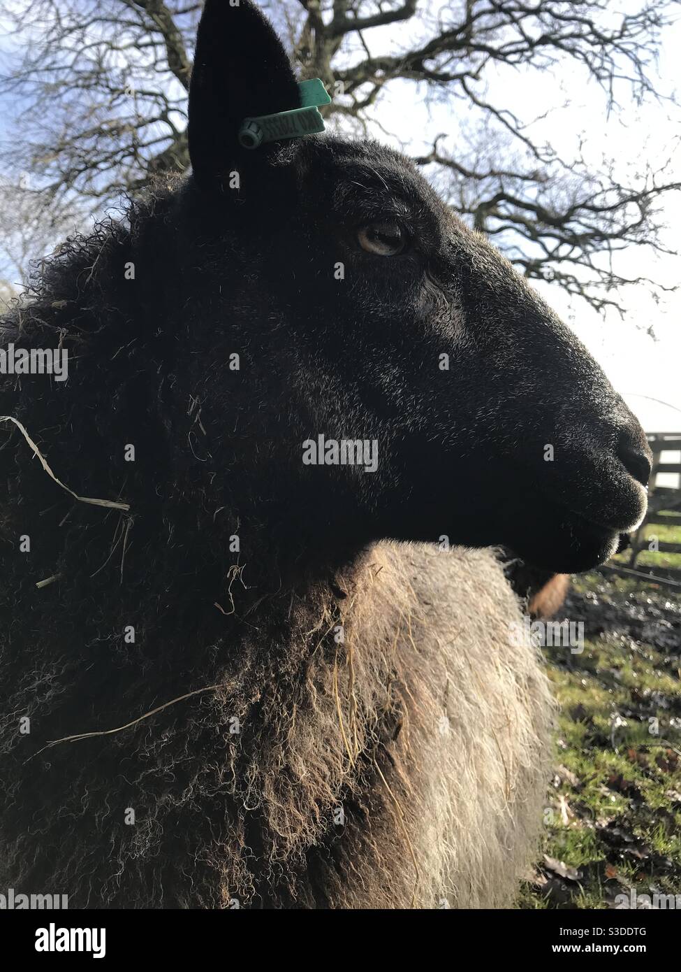 Nature of ewe hi-res stock photography and images - Alamy