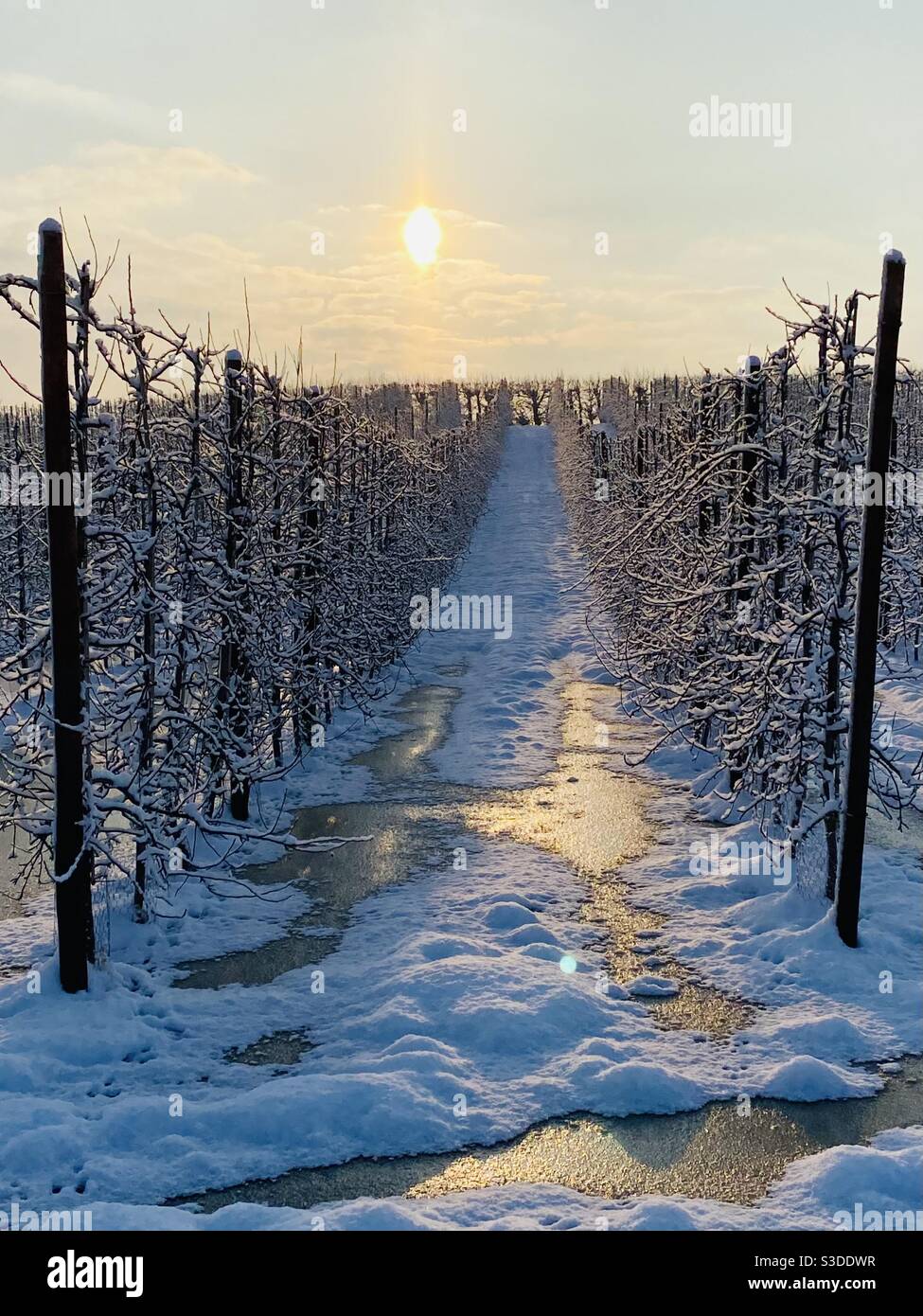 Frozen sledge hi-res stock photography and images - Alamy