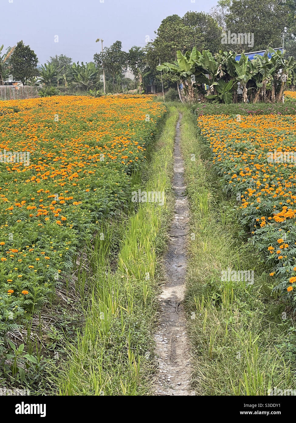 yellow flower path Stock Photo - Alamy