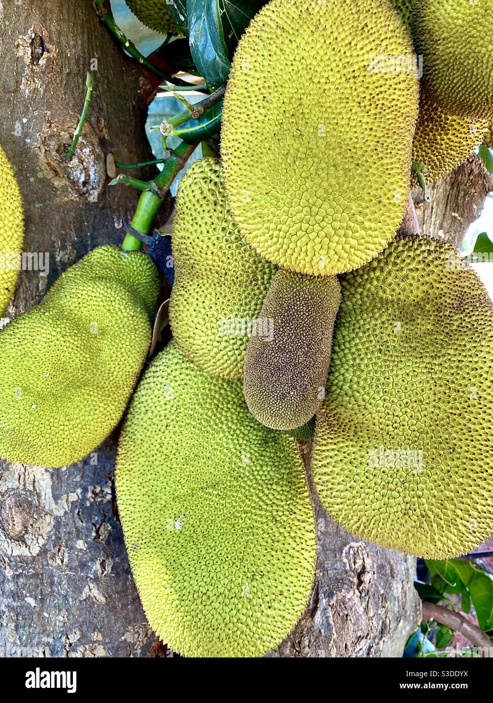 Jackfruits hi-res stock photography and images - Alamy