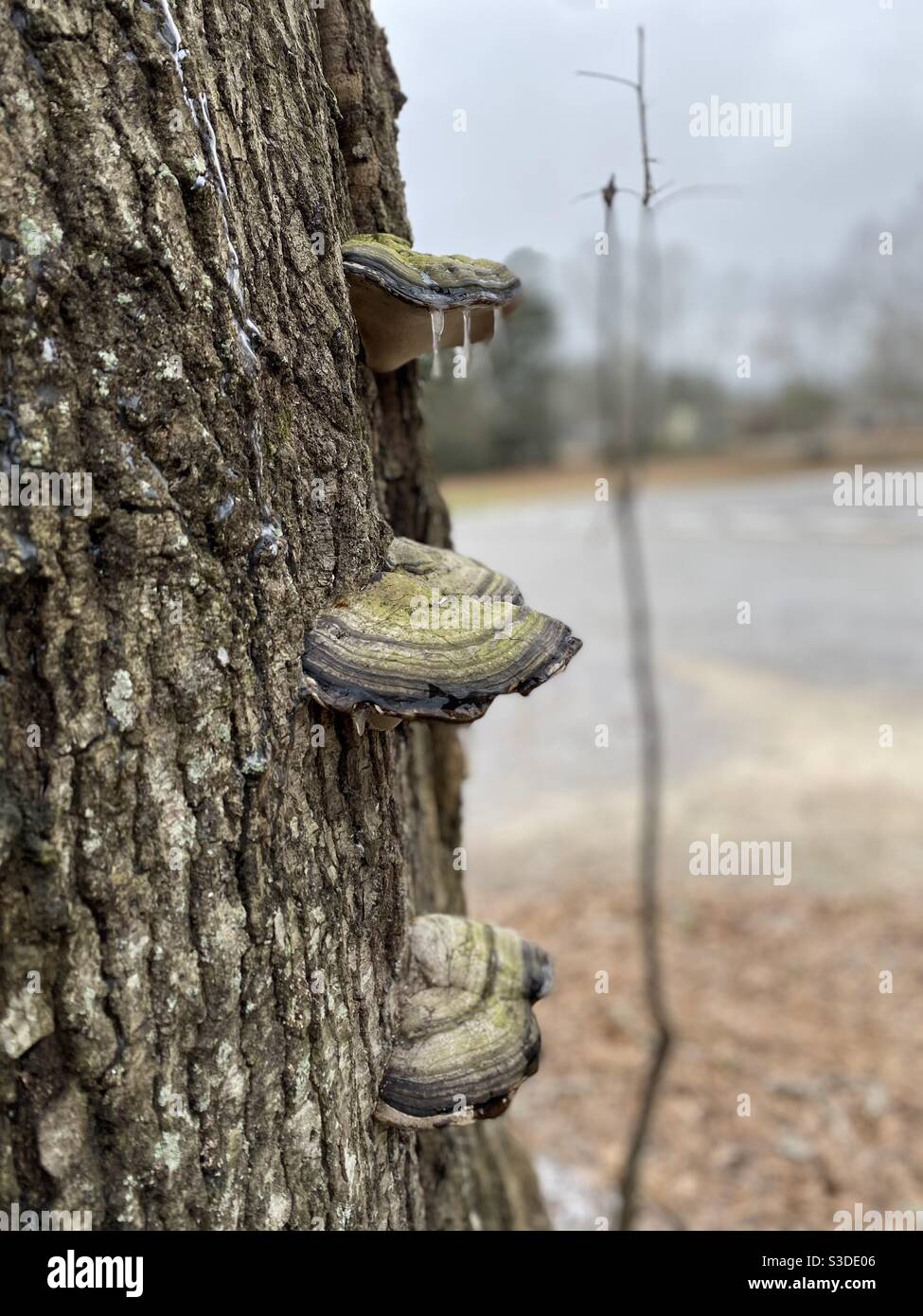 Winter fungi hi-res stock photography and images - Alamy
