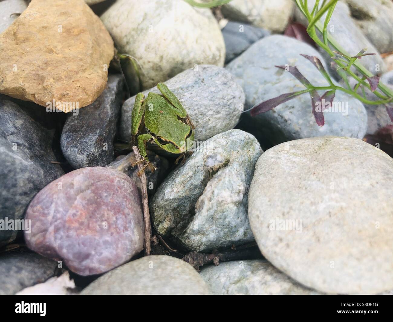 Frog on rocks hi-res stock photography and images - Alamy
