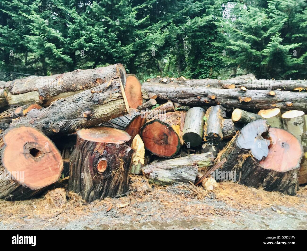 Tree chopped hi-res stock photography and images - Alamy
