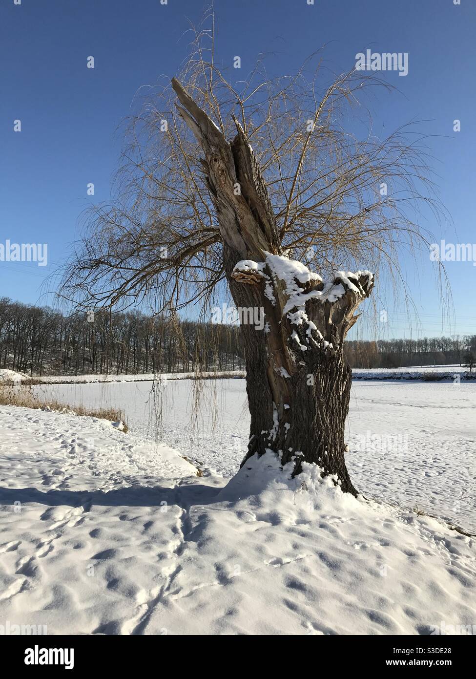 Lightning strike tree hi-res stock photography and images - Alamy