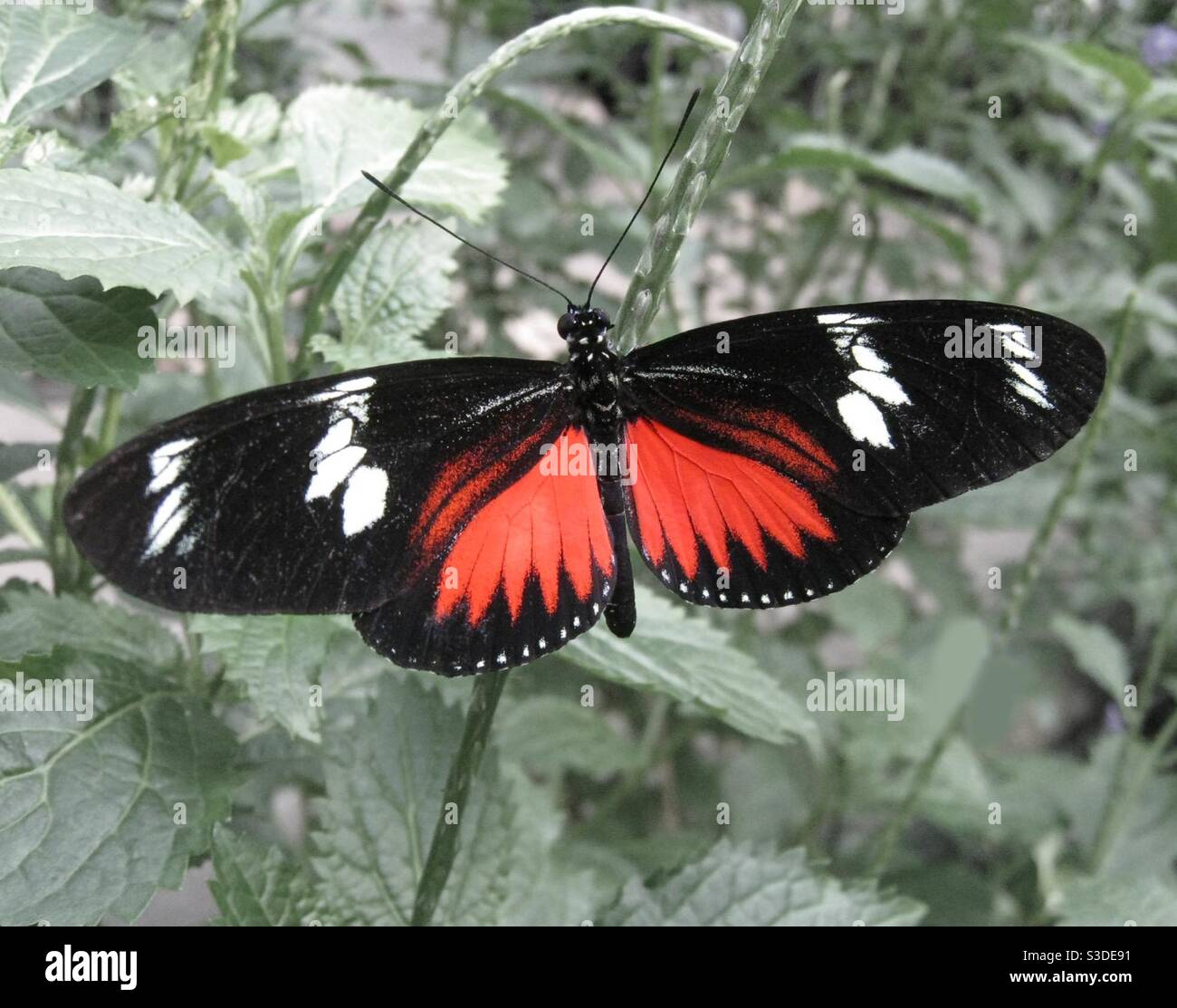 Red white butterfly hi-res stock photography and images - Alamy