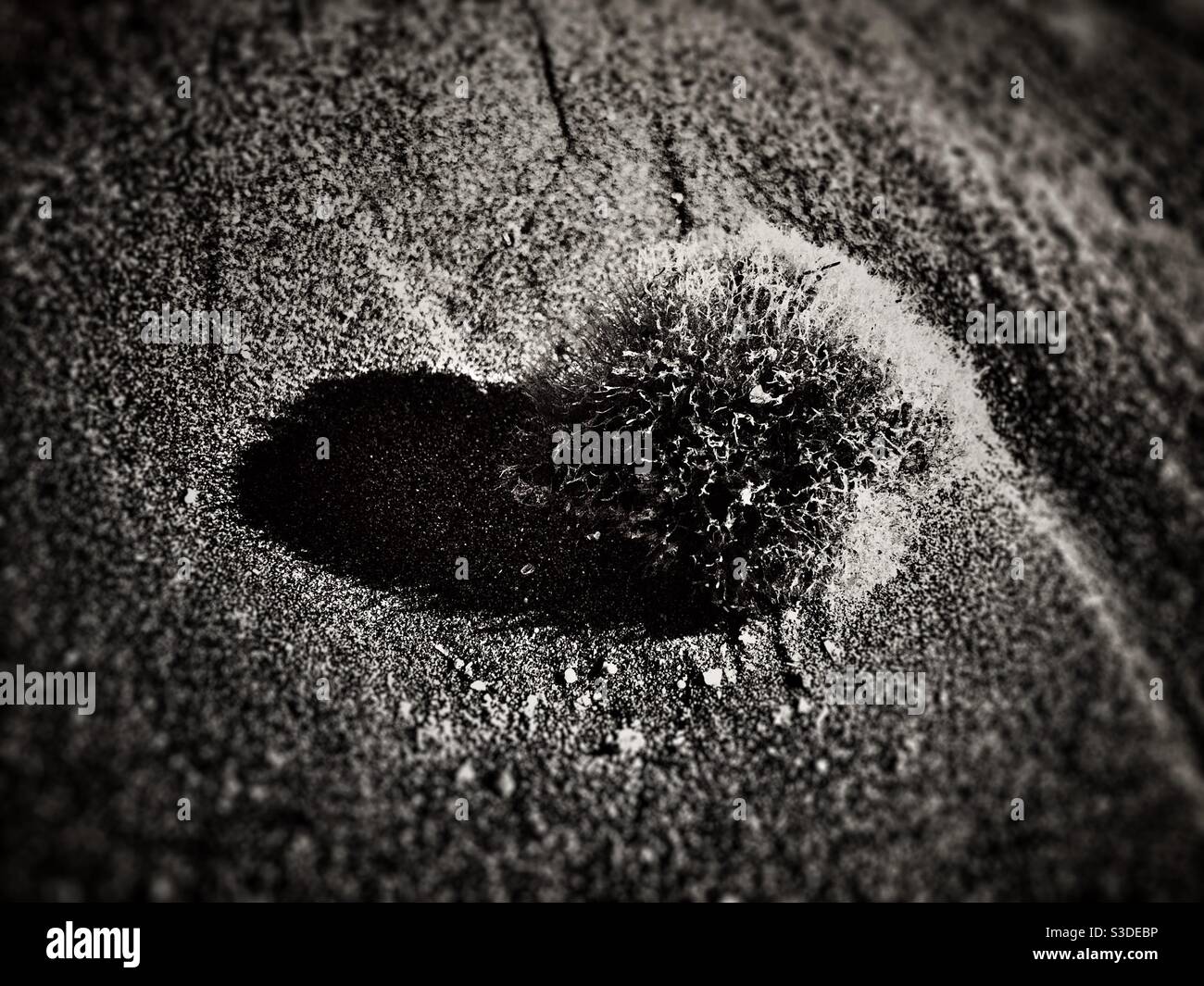 Nature sponge on beach Stock Photo - Alamy