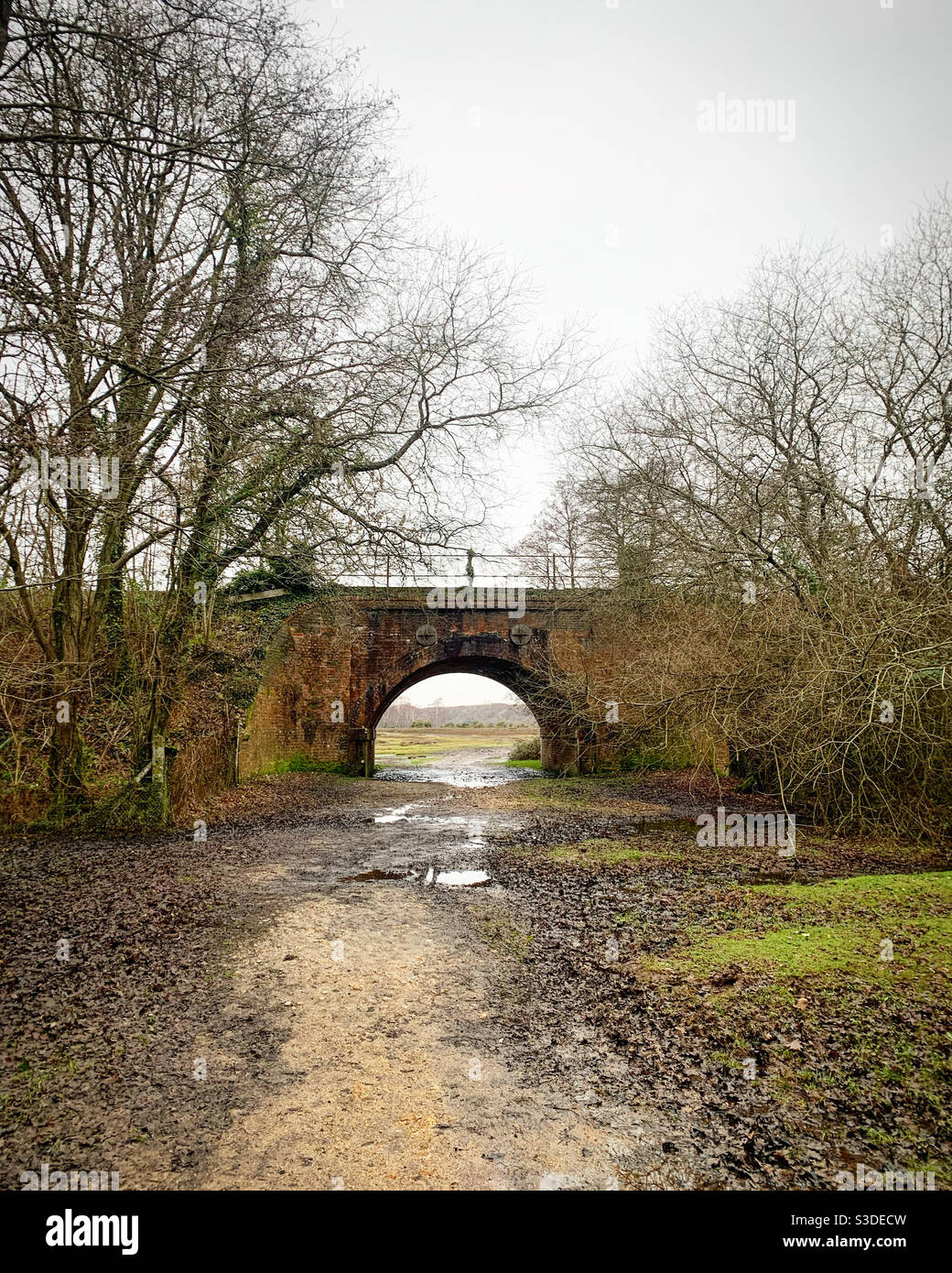 Forest railway hi-res stock photography and images - Alamy