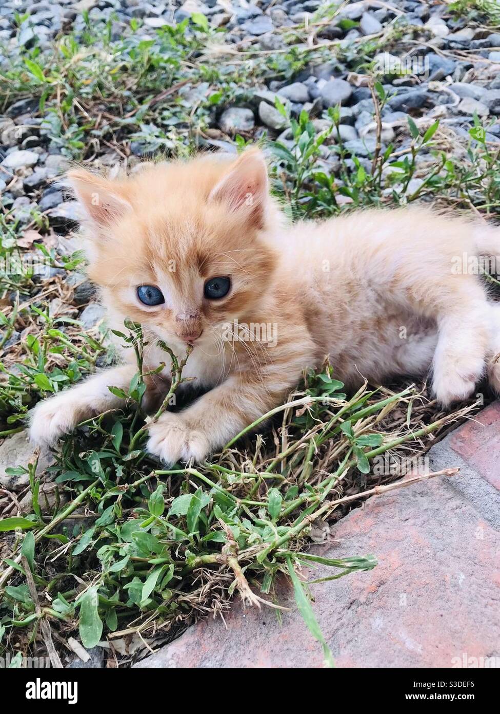 Puppyredcat hi-res stock photography and images - Alamy