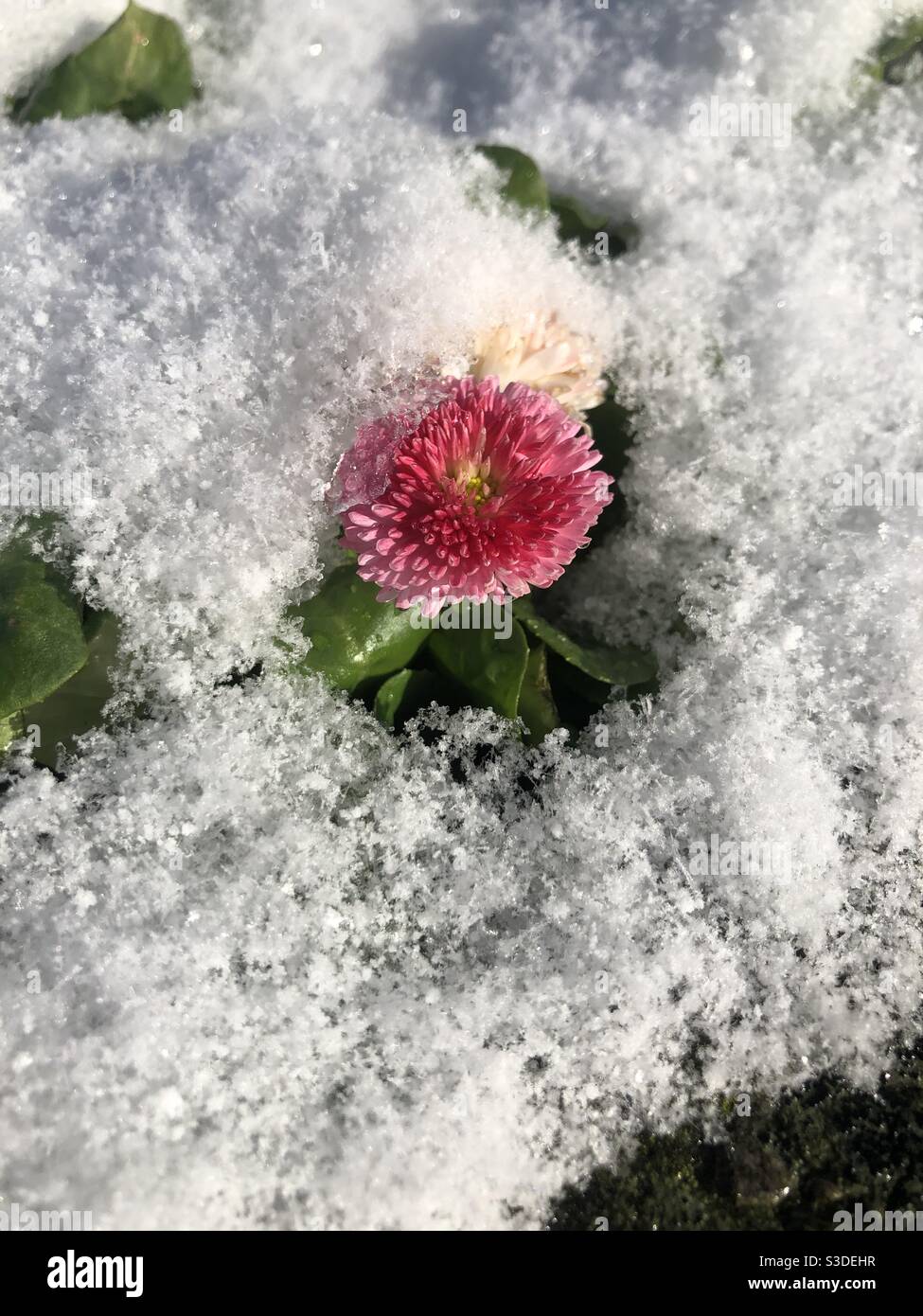 Flower ice snow hi-res stock photography and images - Alamy