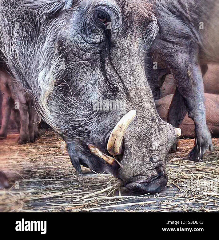 Boar tusks hi-res stock photography and images - Alamy