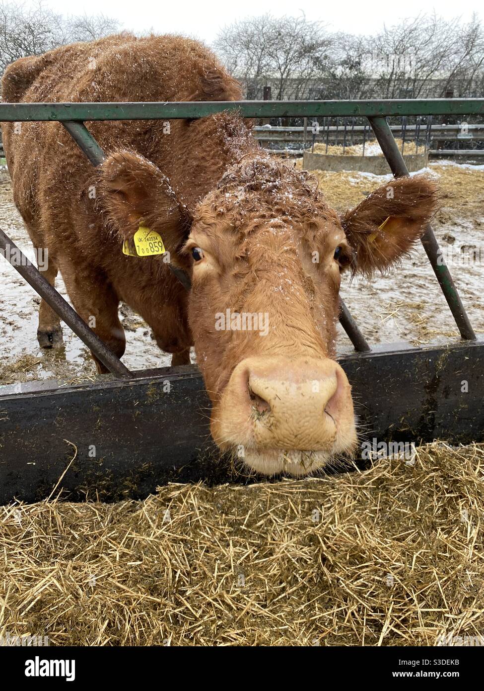 Snow cow hi-res stock photography and images - Alamy