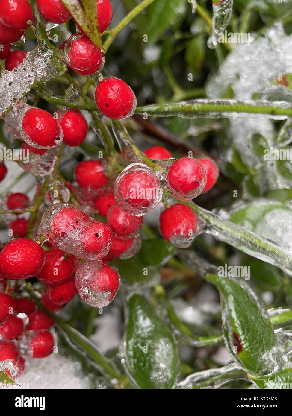 A plant is covered in a layer of ice during a Virginia ice storm Stock ...
