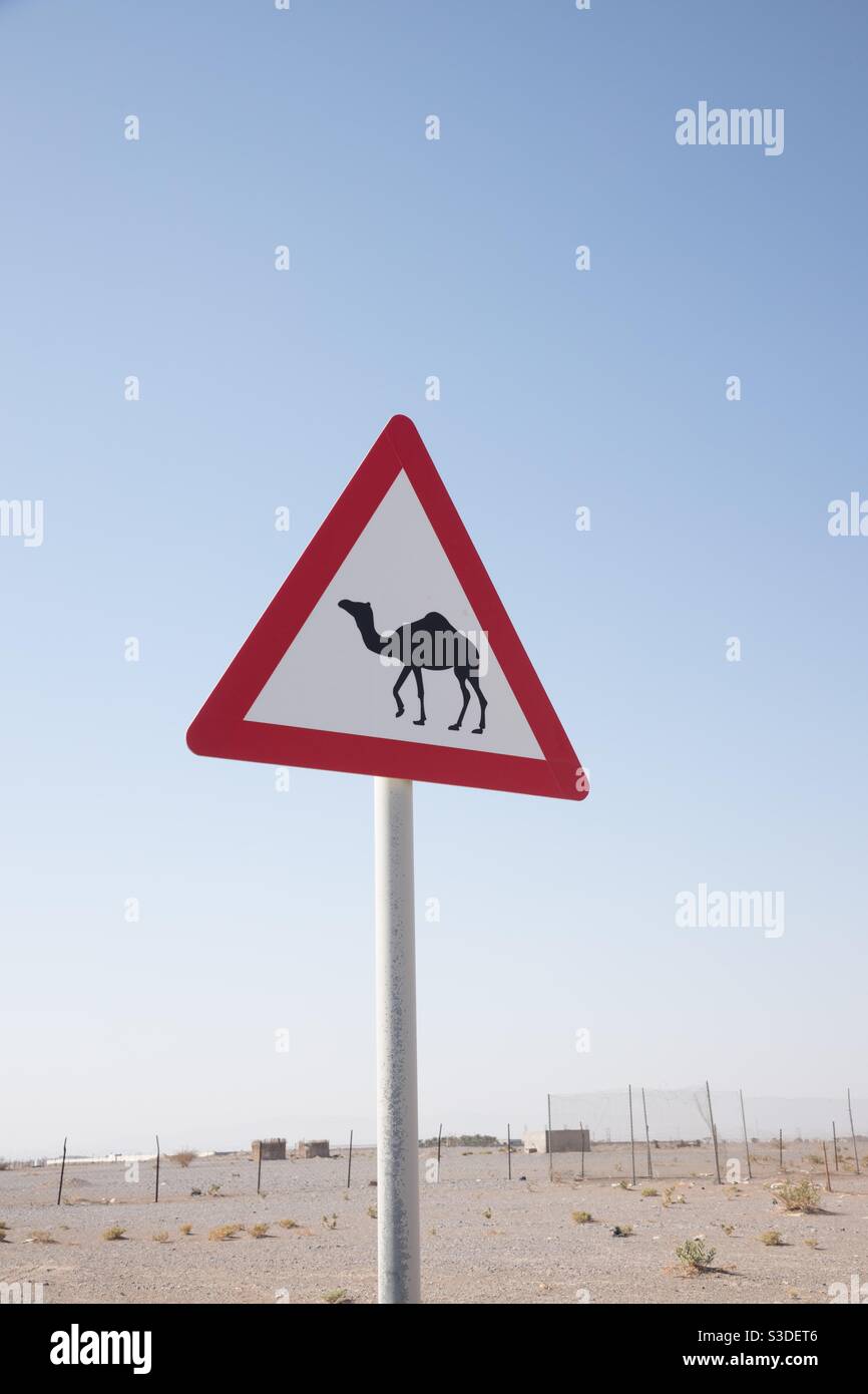 Camel crossing sign on a desert road Stock Photo - Alamy