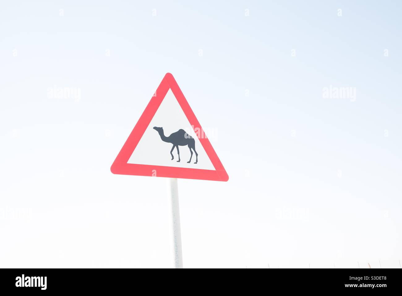 Camel crossing sign with clear background Stock Photo - Alamy