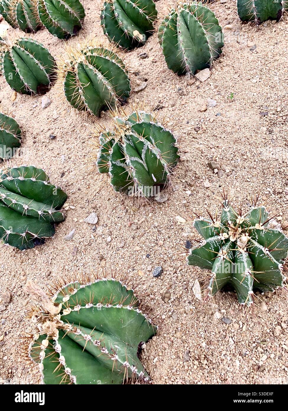 India cactus hi-res stock photography and images - Alamy