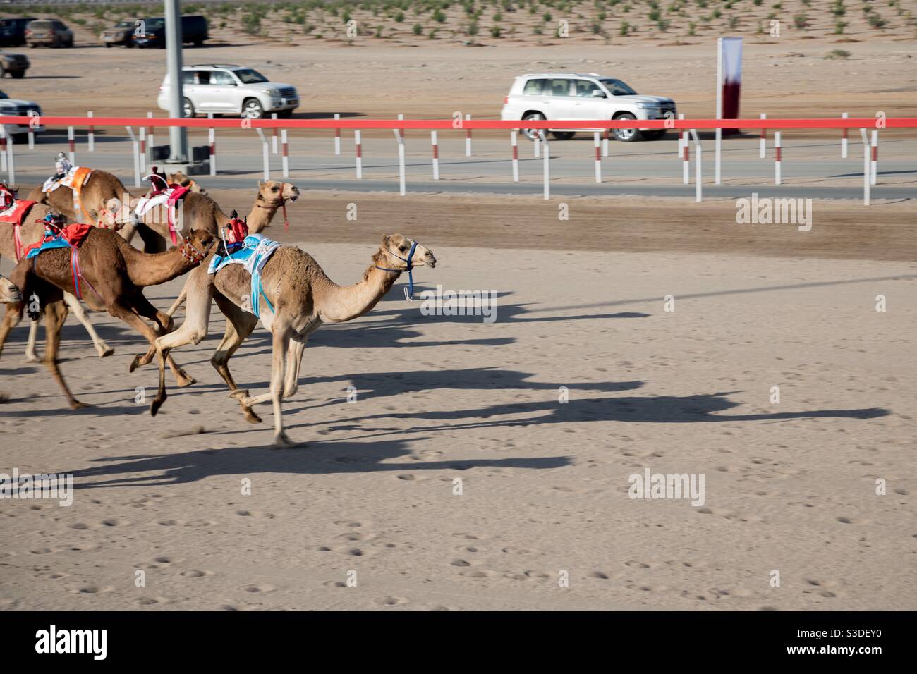 Camel race hi-res stock photography and images - Alamy
