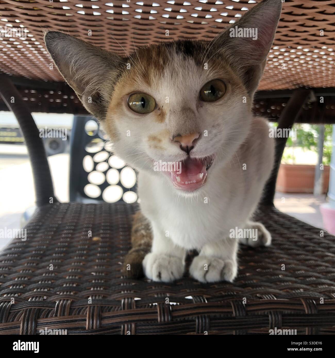 Kitten under table hi-res stock photography and images - Alamy
