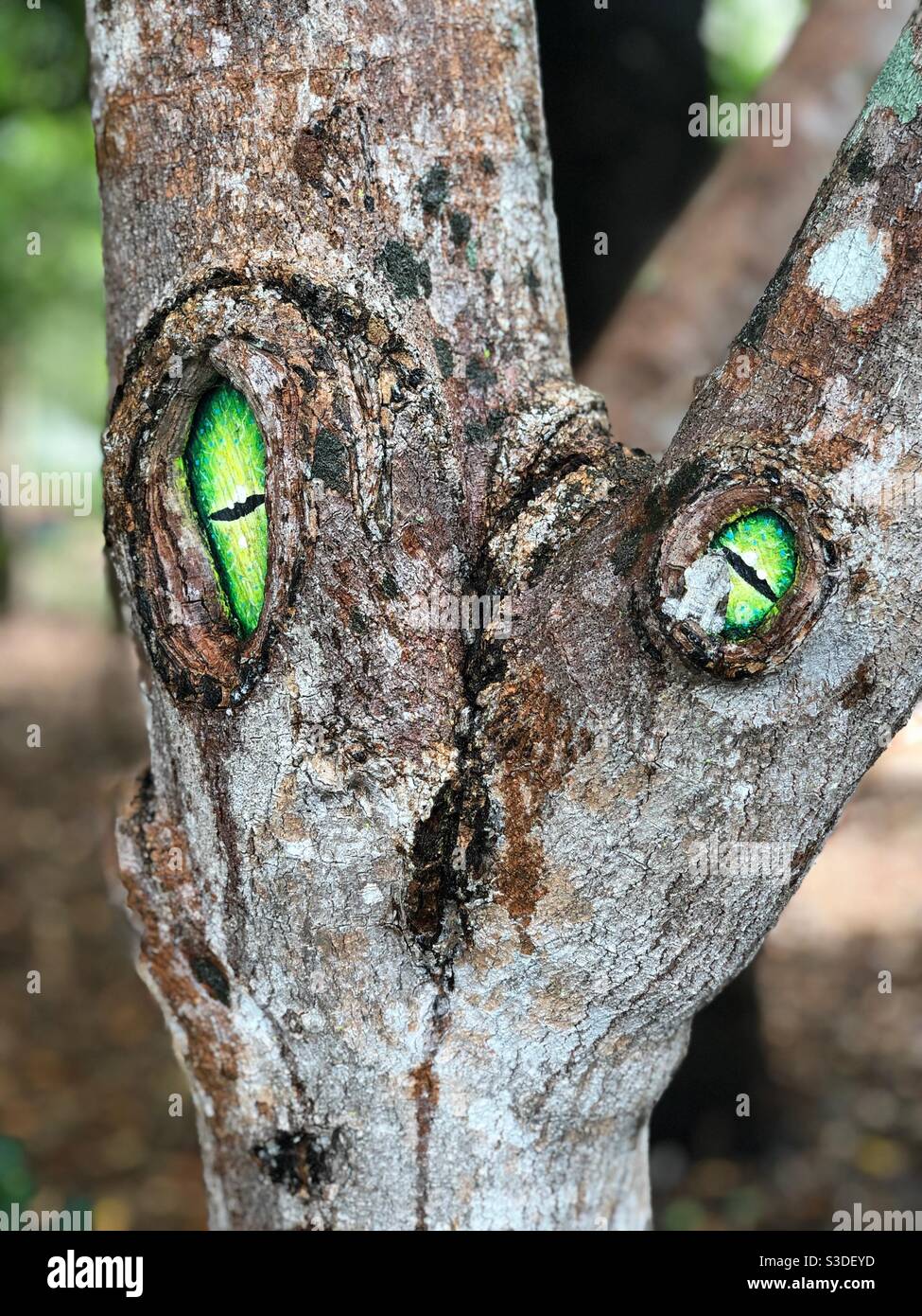 Scary looking trees hi-res stock photography and images - Alamy