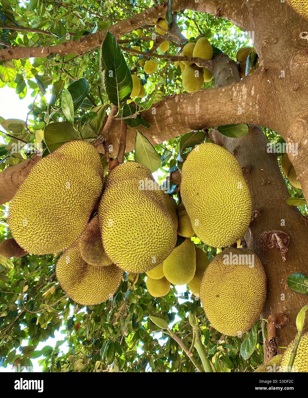 Jackfruits hi-res stock photography and images - Alamy