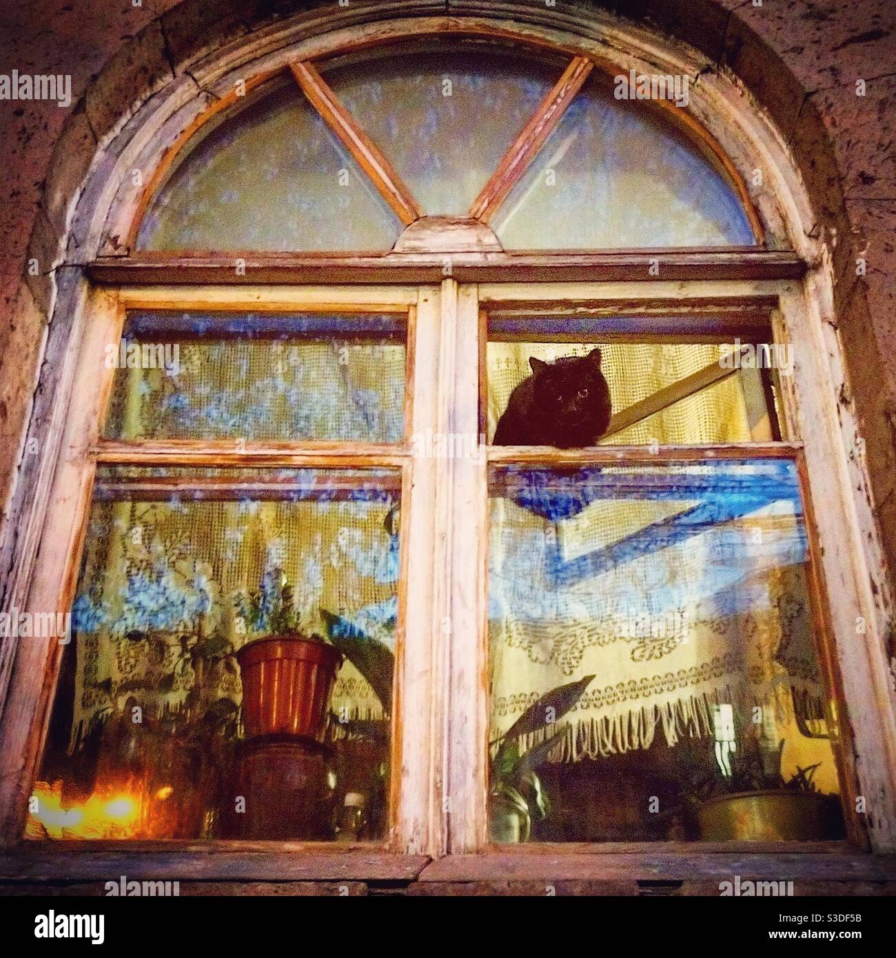 Cat in a window Stock Photo - Alamy