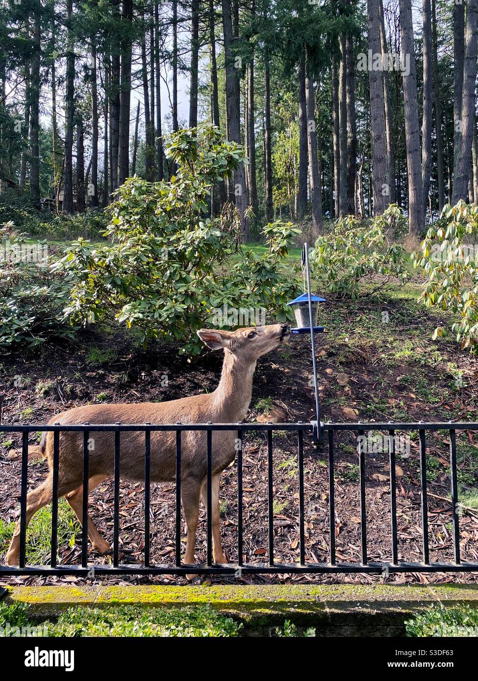 Feeder for deer hi-res stock photography and images - Alamy