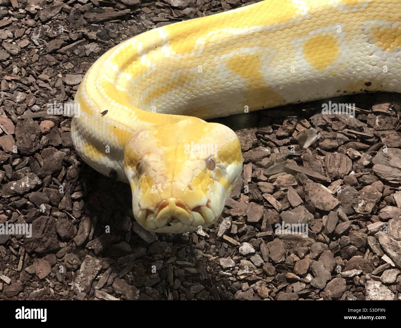 Schlange hi-res stock photography and images - Alamy