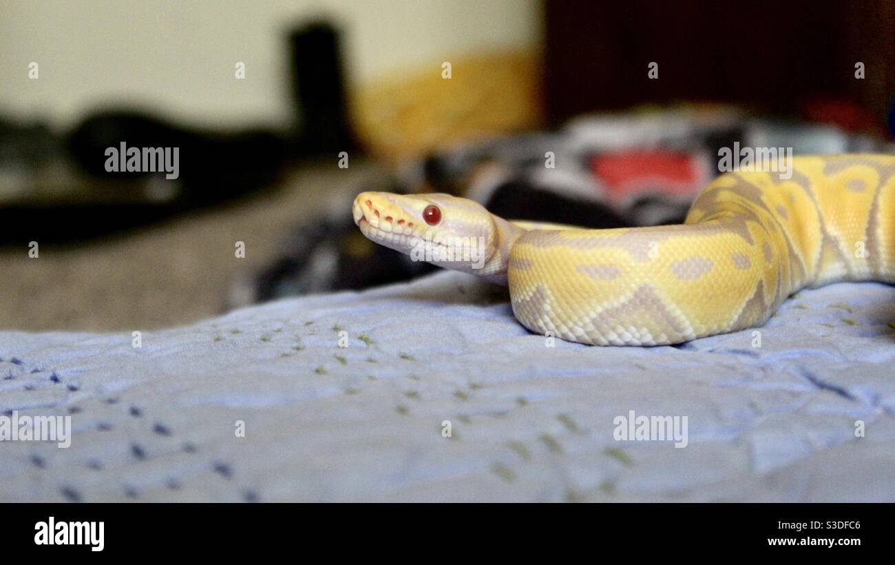 Ball python snakes hi-res stock photography and images - Alamy
