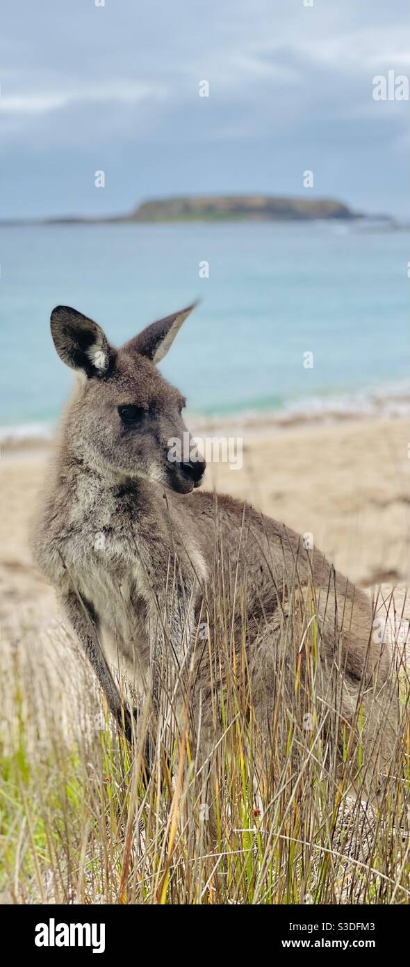 Australian scenery hi-res stock photography and images - Alamy