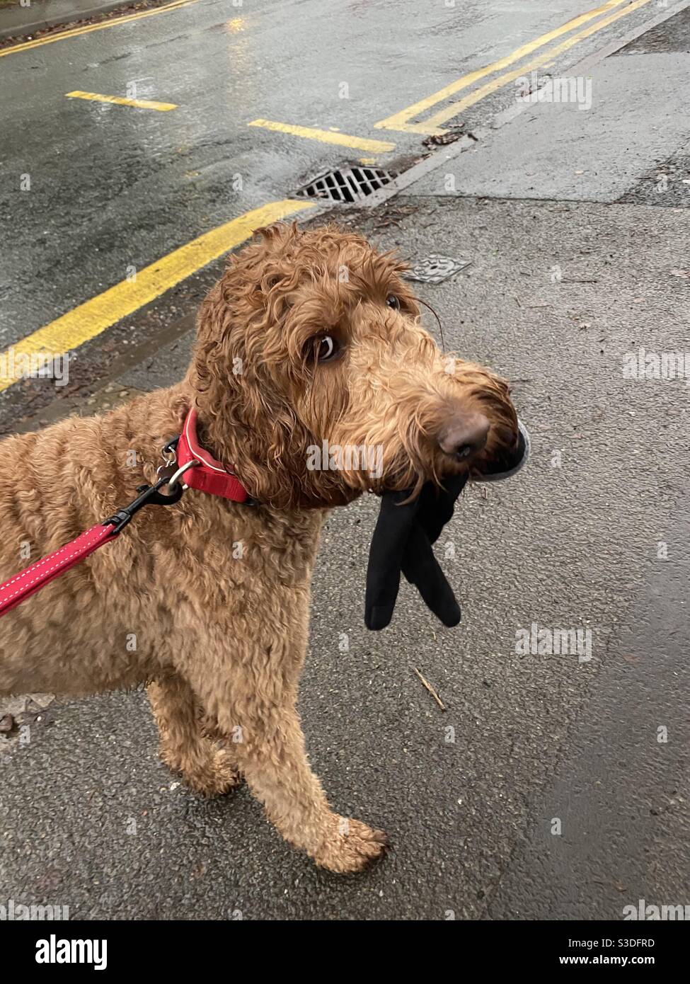 Red setter x poodle hi-res stock photography and images - Alamy